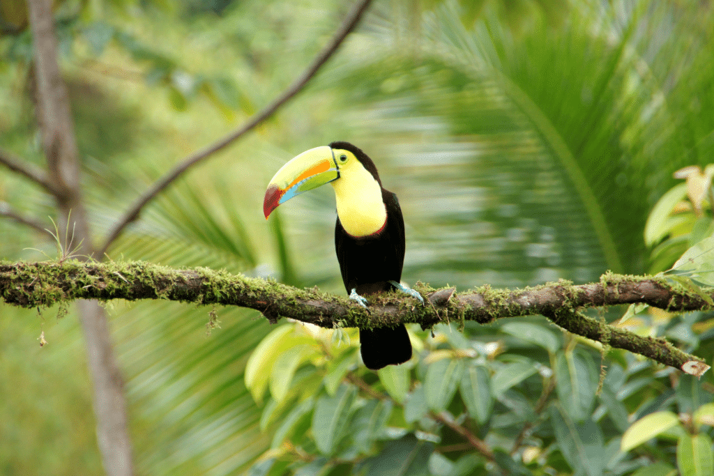 Tucan – Safari Float by Caribbean Winds